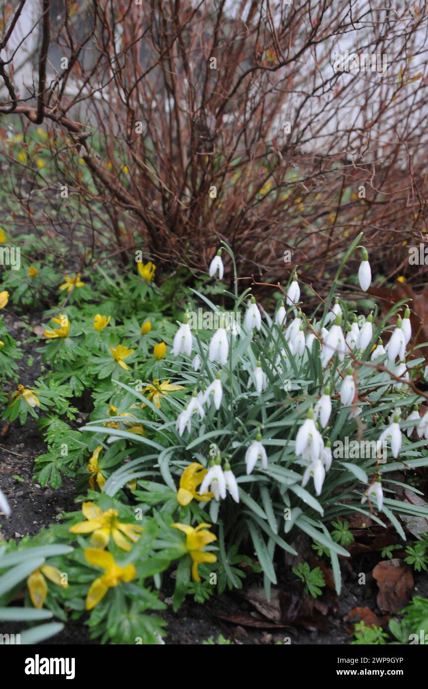 Copenhagen, Denmark /06 March 2024/Snow bulb flowers in small homke ...