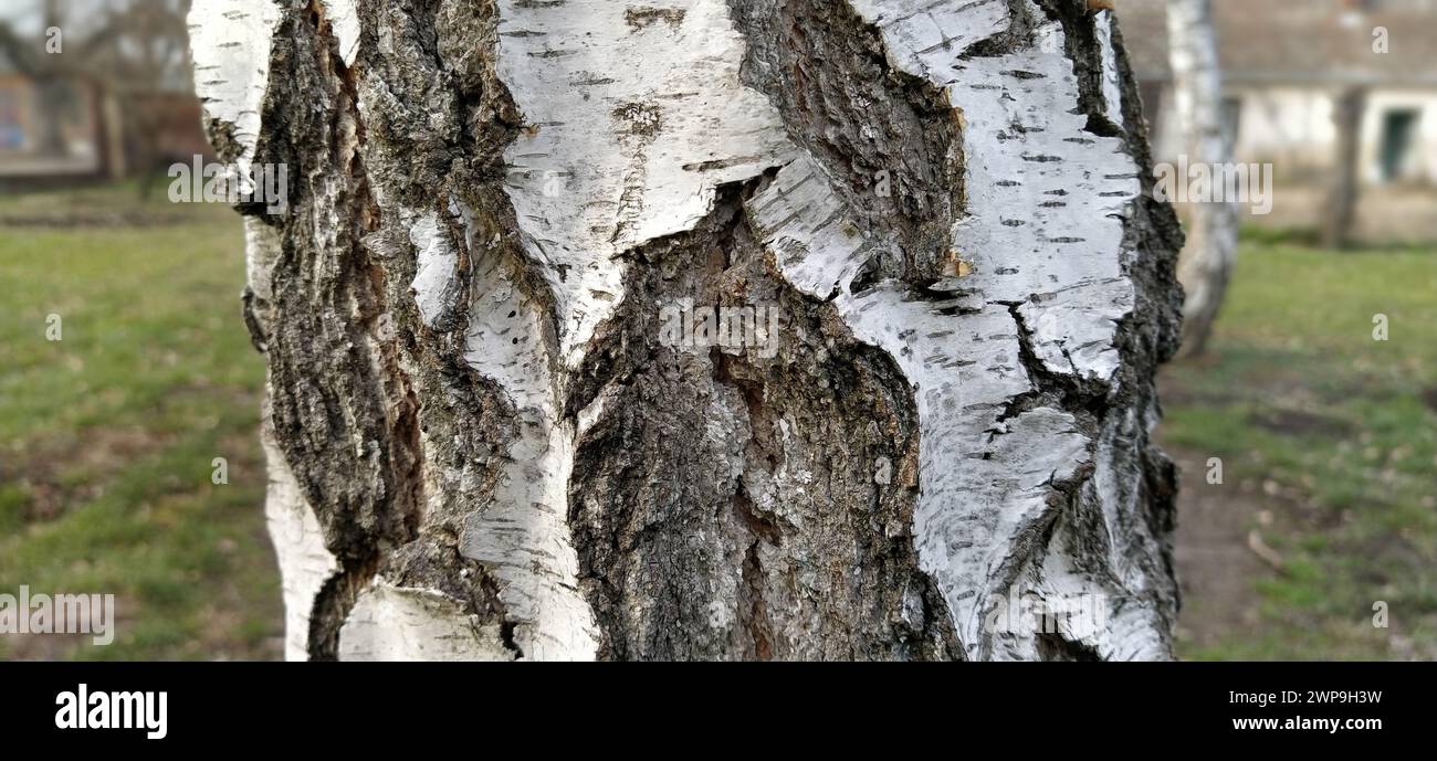 Birch trunk. Close-up of birch bark. Birch bark. Damaged old tree bark ...