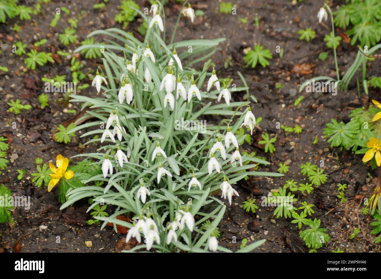 Copenhagen, Denmark /06 March 2024/Snow bulb flowers in small homke ...