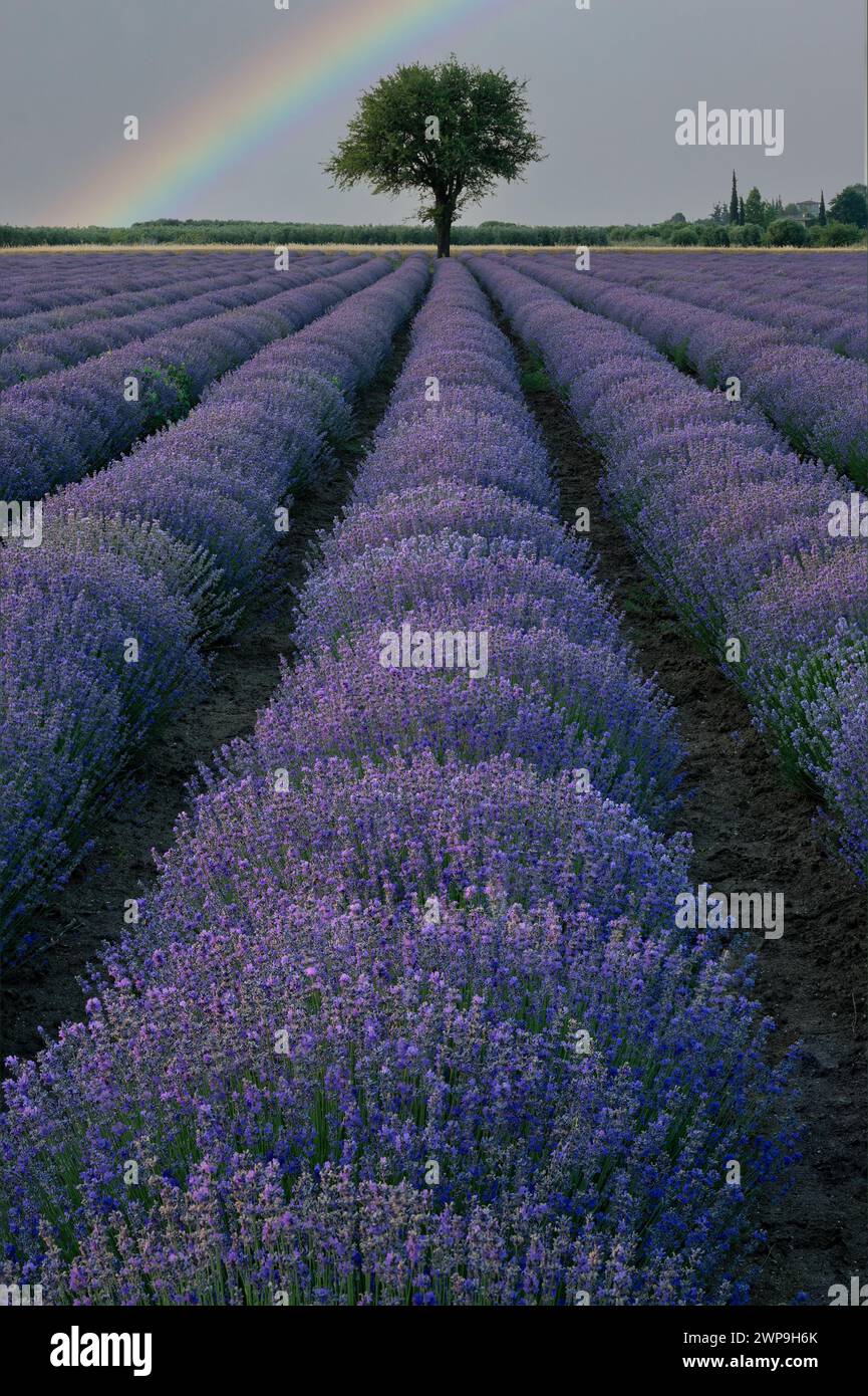 Lavender field in northern Greece after heavy rain with rainbow Stock ...