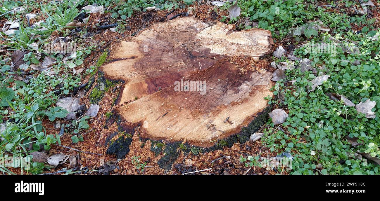 Stump with a fresh cut. The tree is cut to the root. Close-up. Annual ...