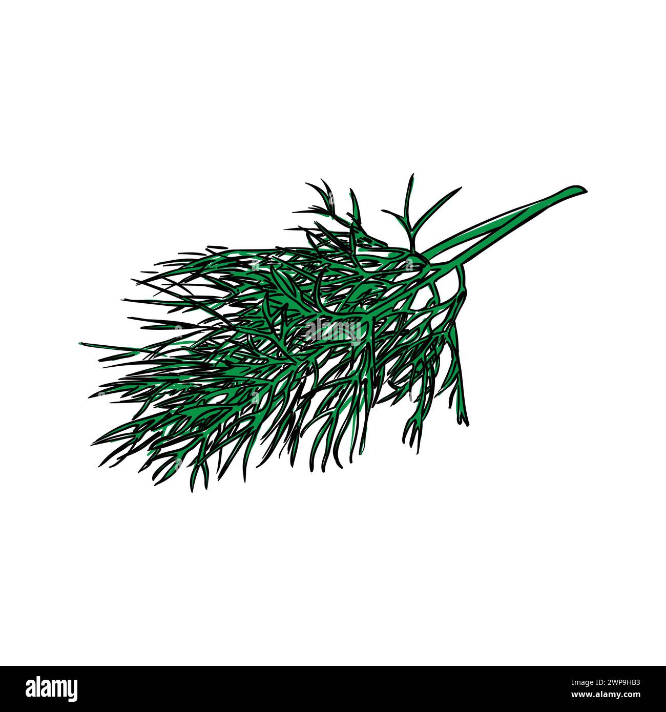 Dill. Vector hand drawn illustration of vegetables. Culinary ingredient ...