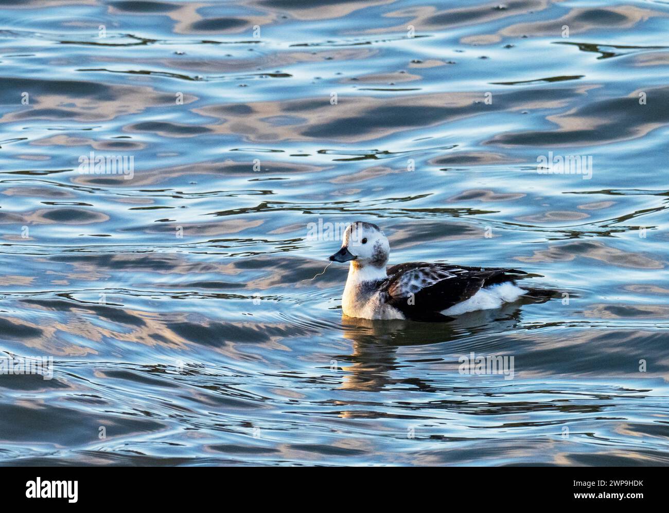 Long tailed duck uk hi-res stock photography and images - Alamy