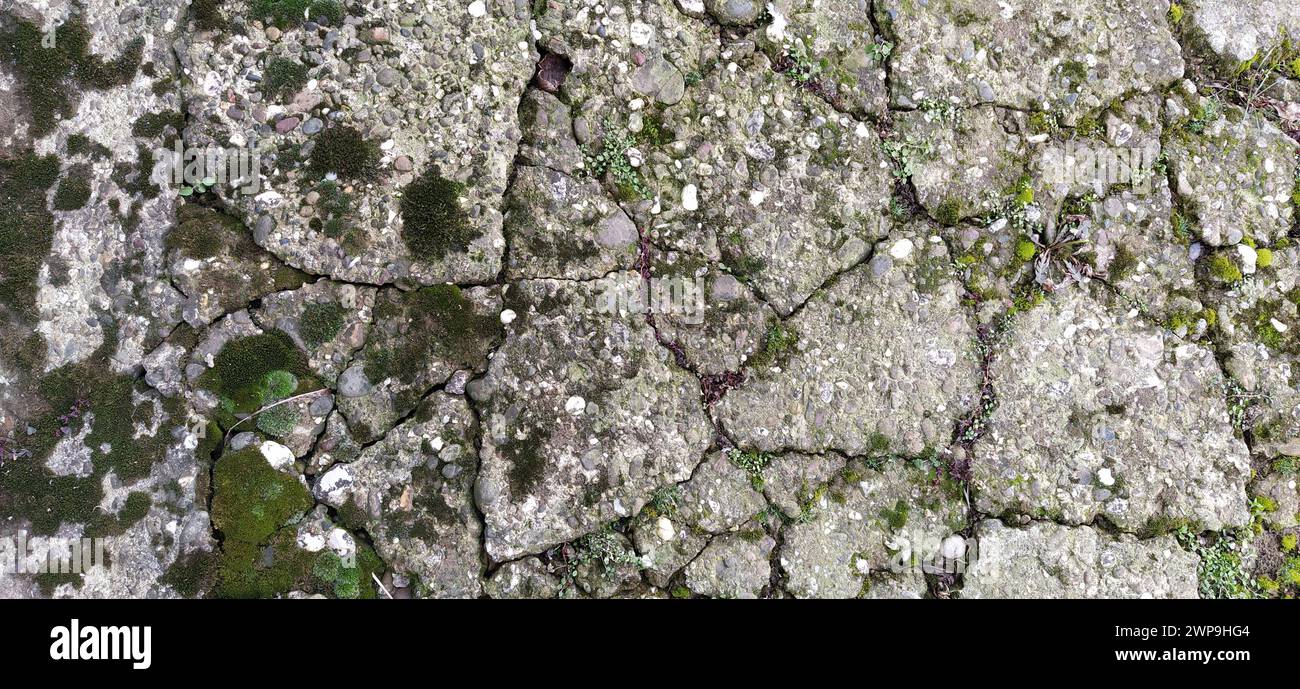 Old concrete covered with shaggy soft moss. Green terry moss on the ...