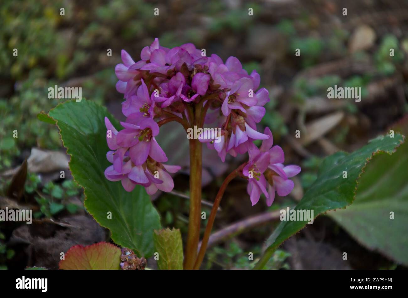 Magenta Bergenia cordifolia, Bergenia crassifolia, the badan or ...