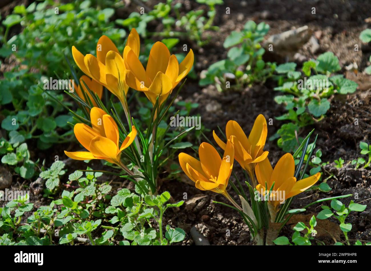 Beautiful spring yellow crocus in the garden, Sofia, Bulgaria Stock ...