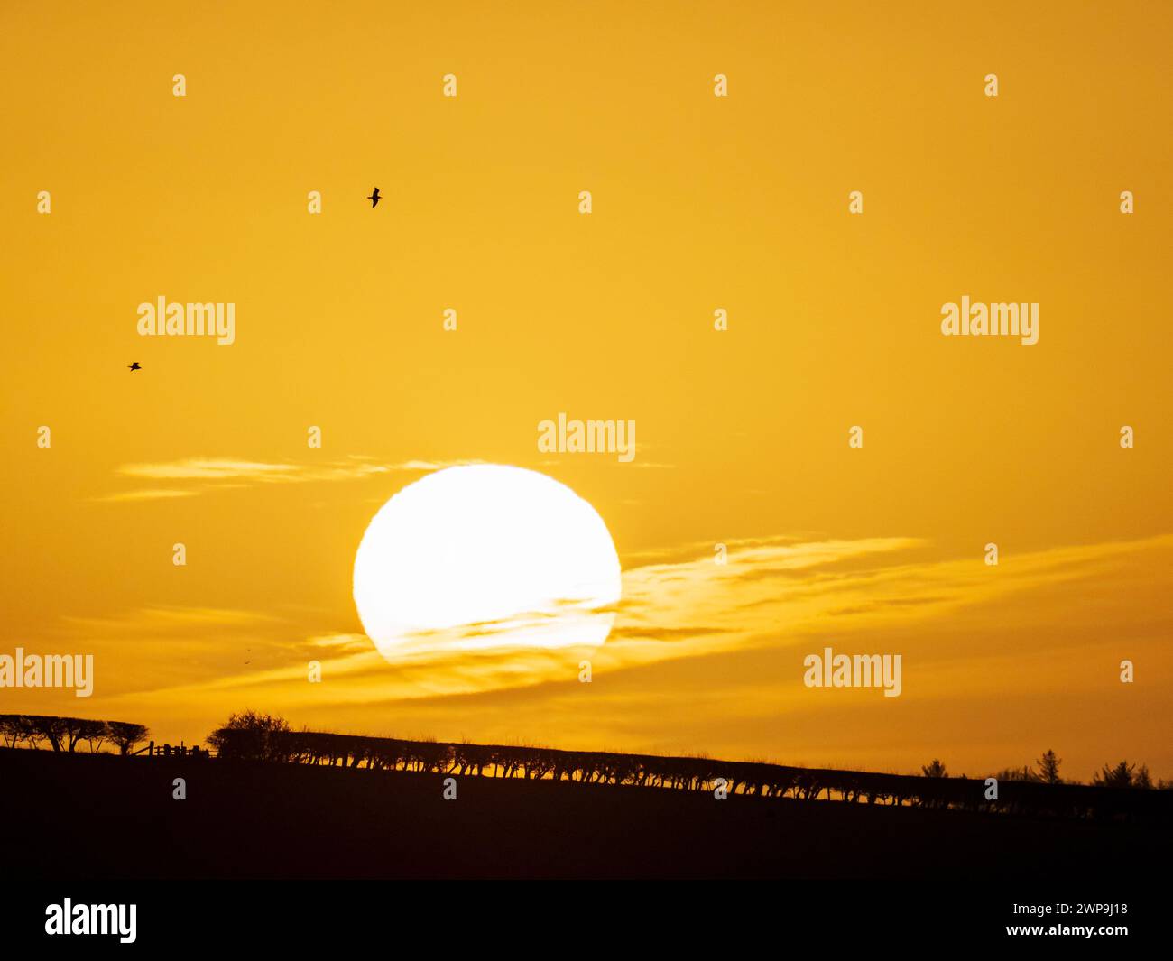 Gull flying past rising sun hi-res stock photography and images - Alamy
