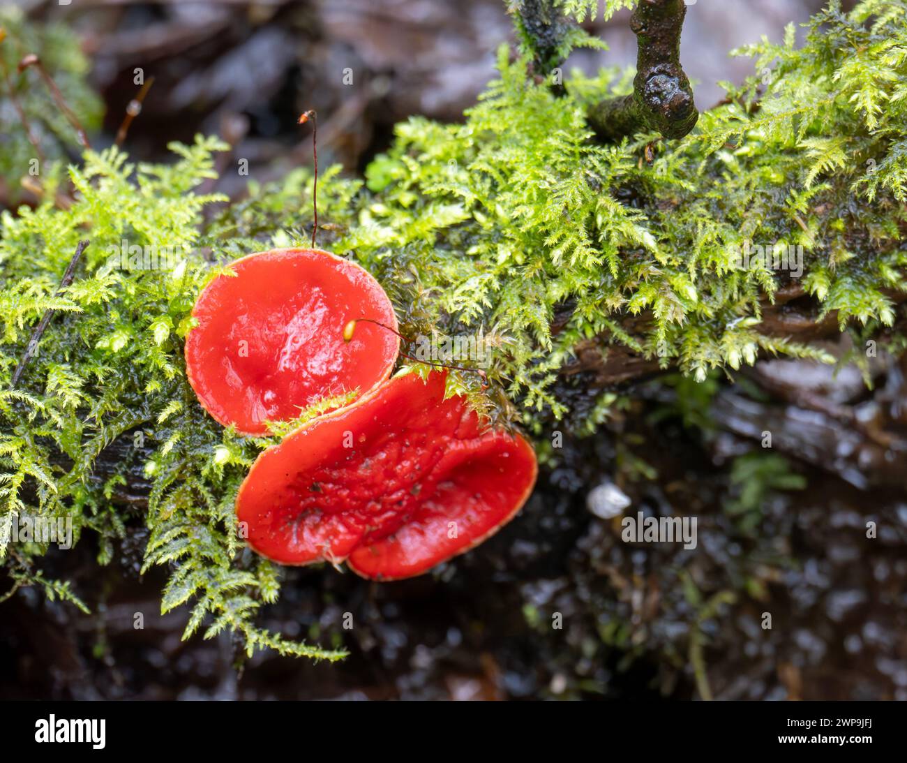 Scarlet Elf Cup, Sarcoscypha coccinea on Islay, Scotland, UK Stock ...