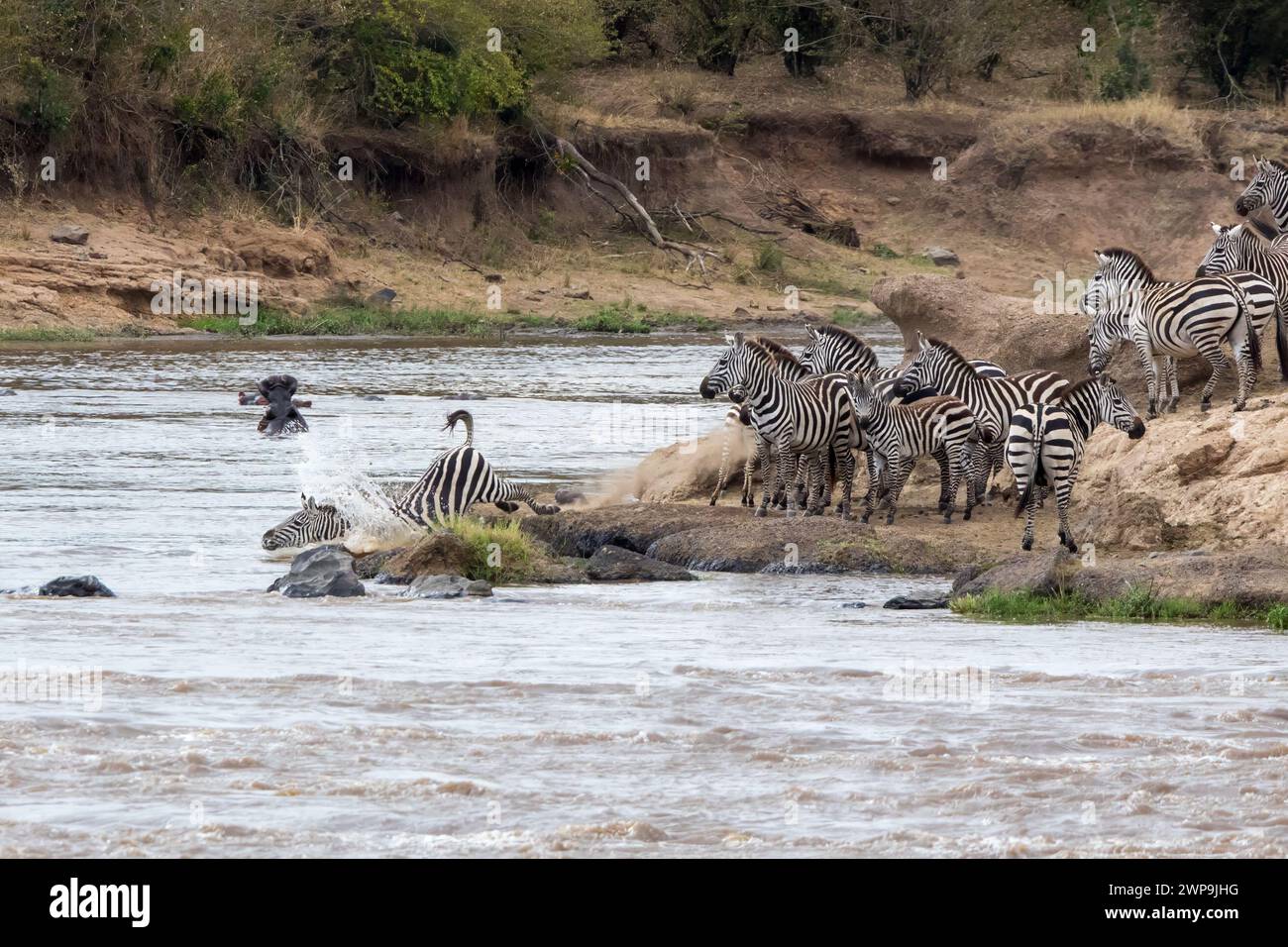 A herd of zebra cross the Mara River during the annual Great Migration ...
