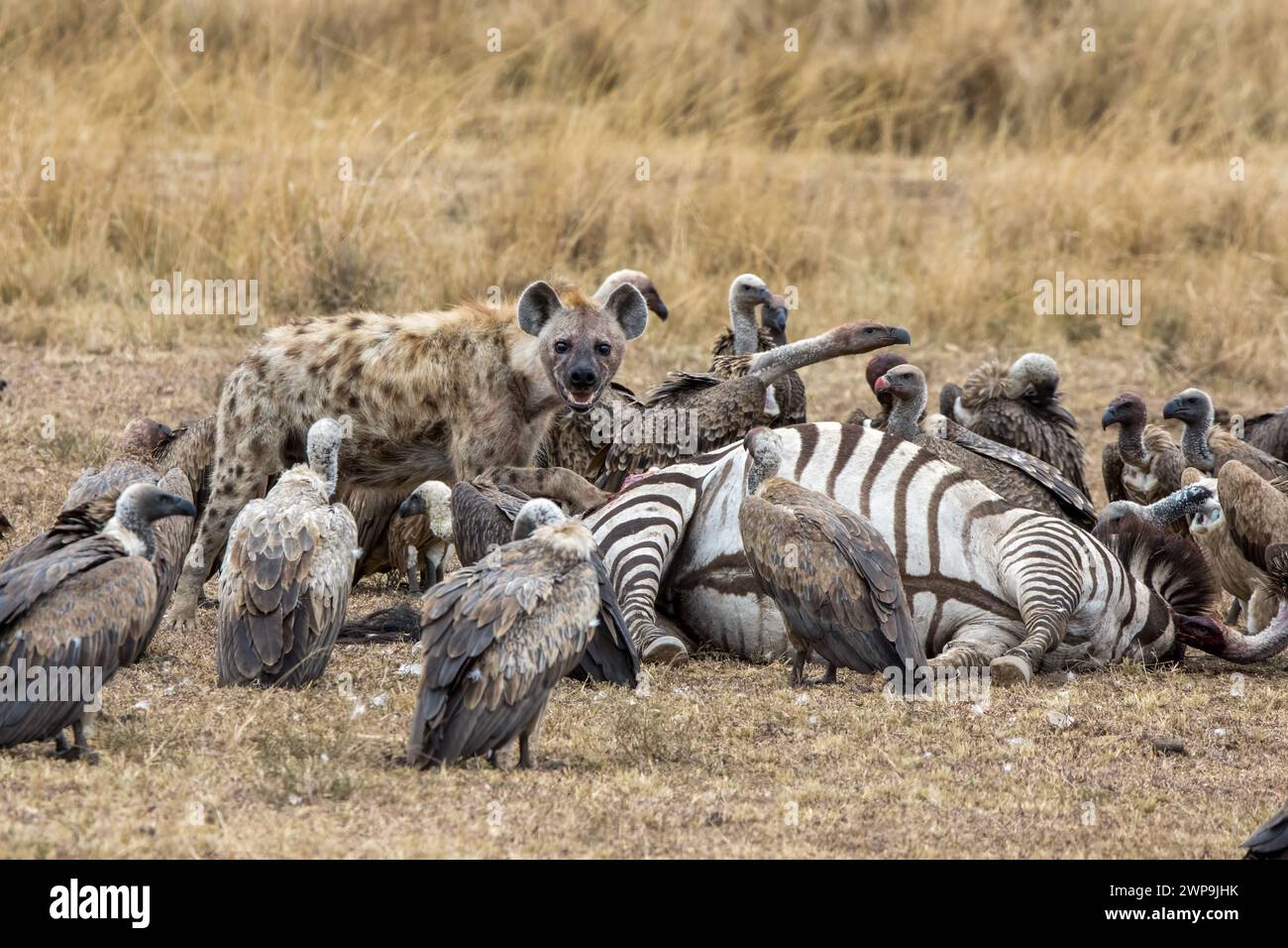 A lone hyena protects a zebra kill from vultures waiting to join the ...