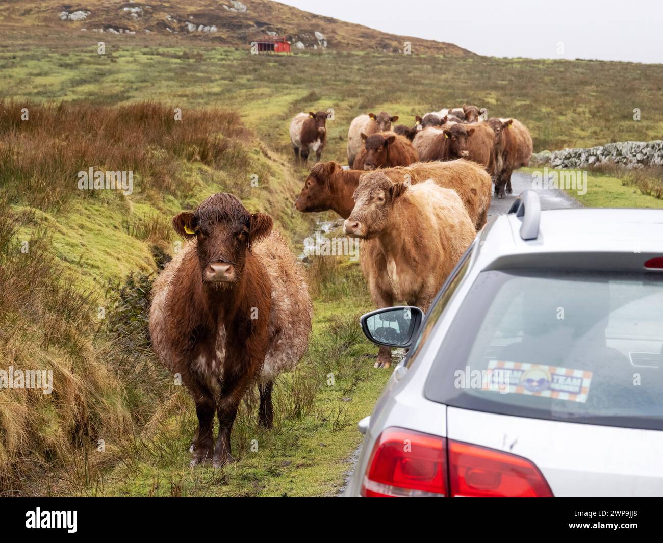 Cows passing a car on a remote road on Islay, Scotland, UK Stock Photo ...