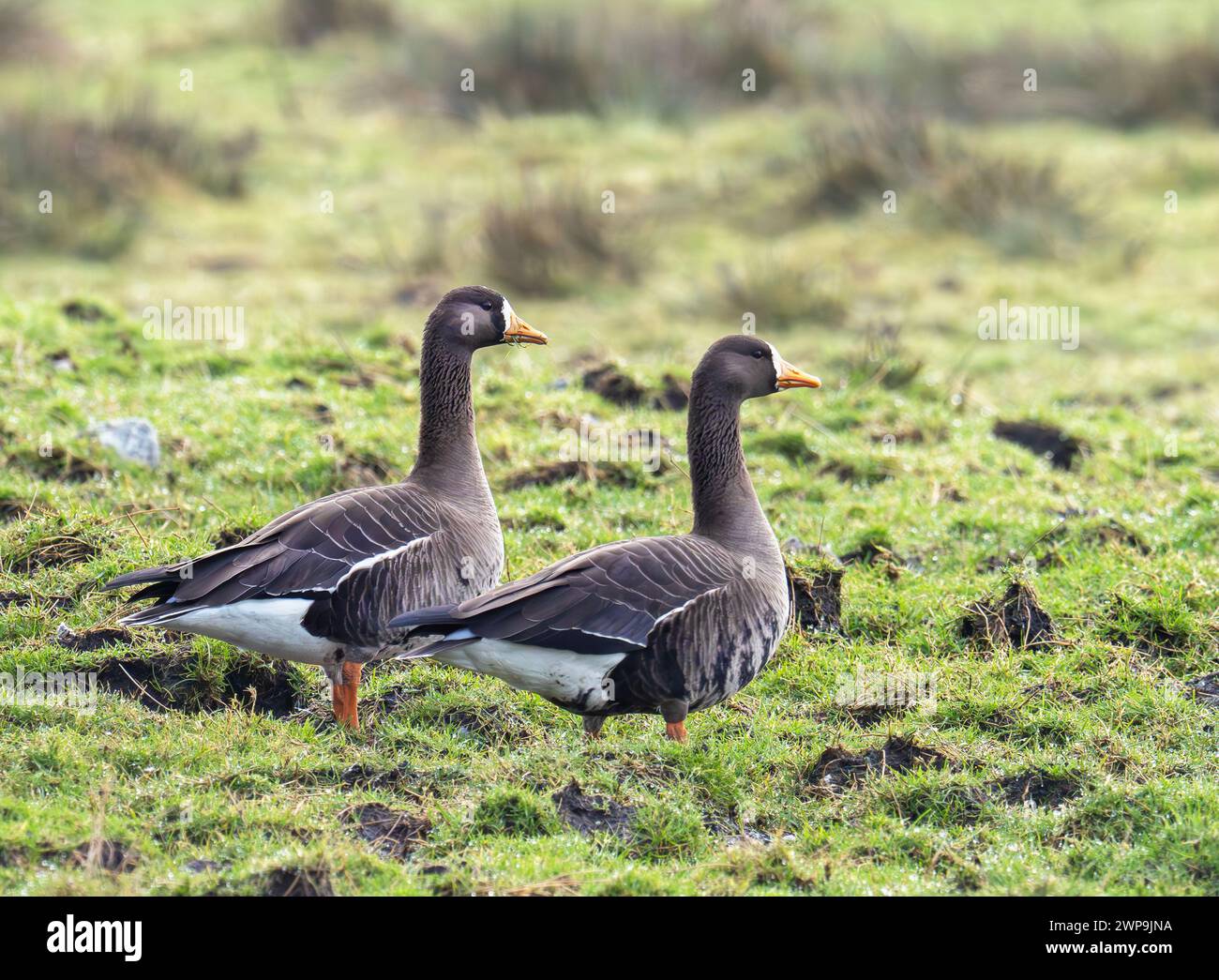 Greenland White Fronted Goose, Anser albifrons flavirostris on Islay ...