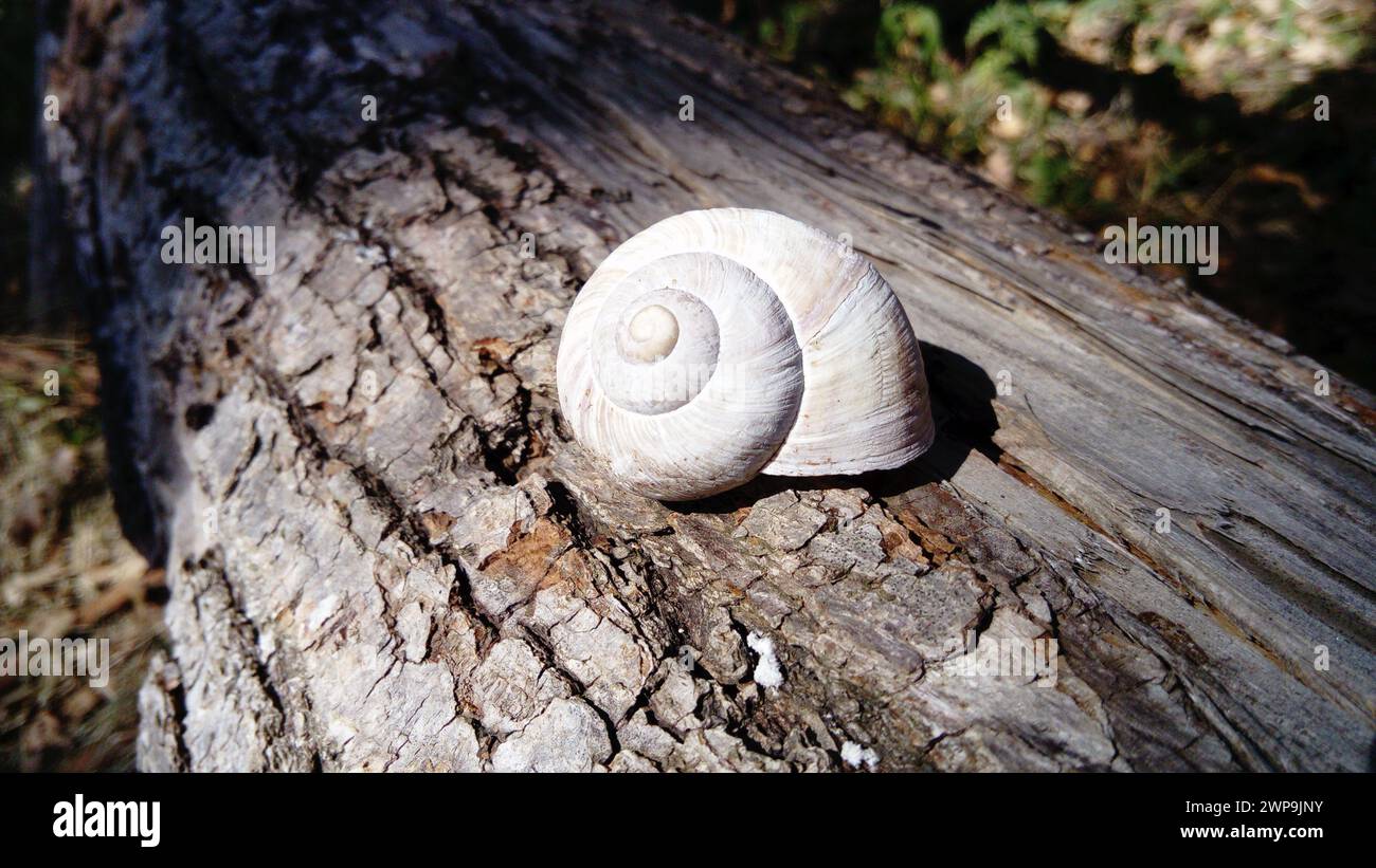 Thin shell hi-res stock photography and images - Alamy