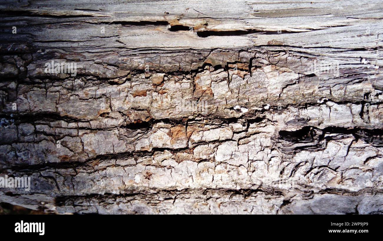 The bark of an old thick tree. Light gray wood with dark cracks. Wood ...
