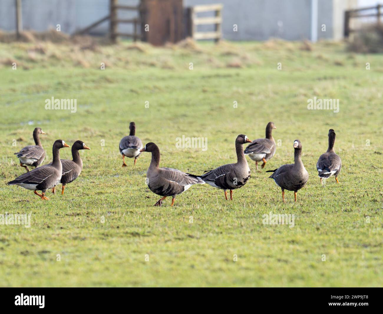 Greenland White Fronted Goose, Anser albifrons flavirostris on Islay ...