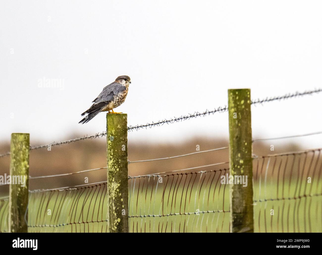 A male Merlin, Falco columbarius on Islay, Scotland, UK Stock Photo - Alamy