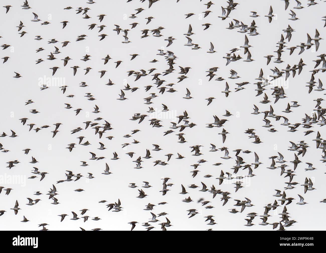 A flock of Dunlin, Calidris alpina on Islay, Scotland, UK Stock Photo ...