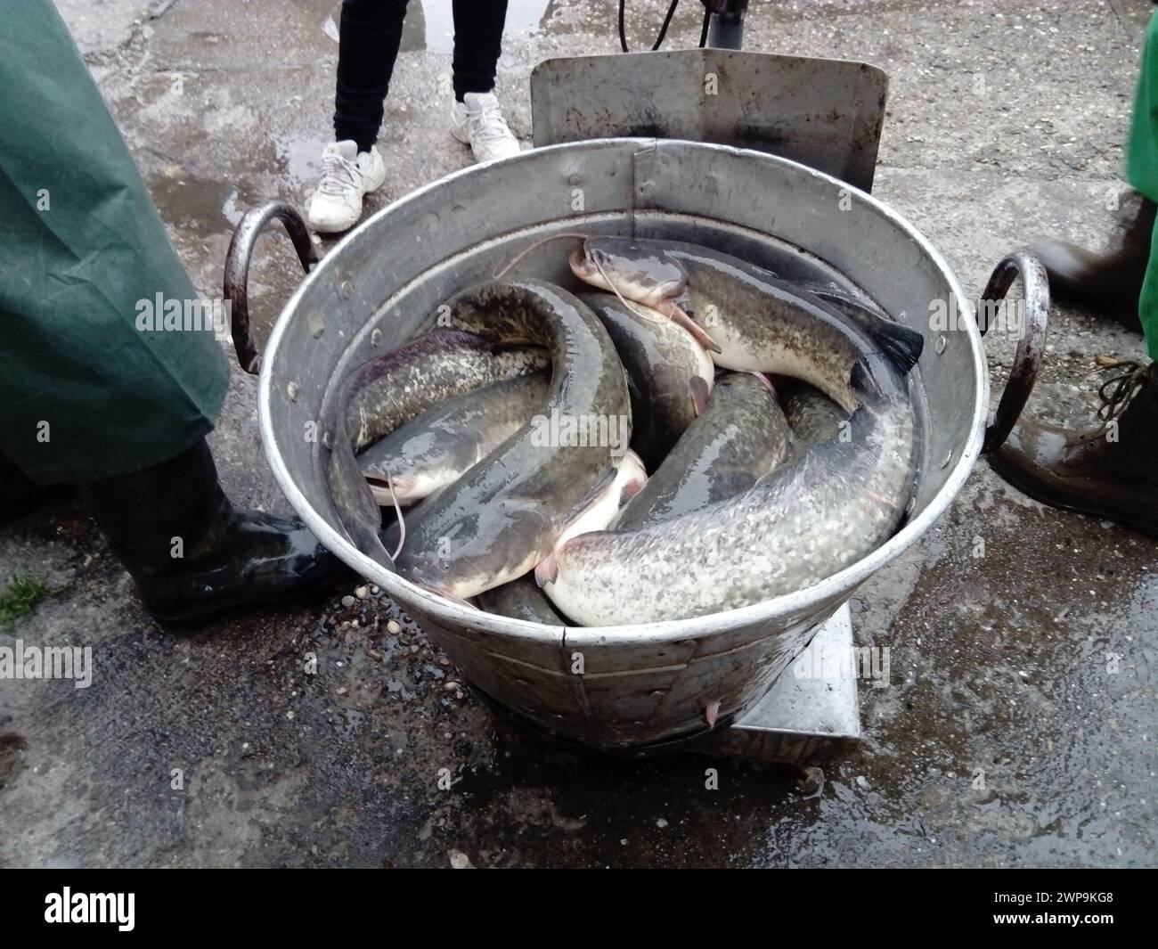 Catfish fish in a galvanized large basin are ready to be weighed and ...