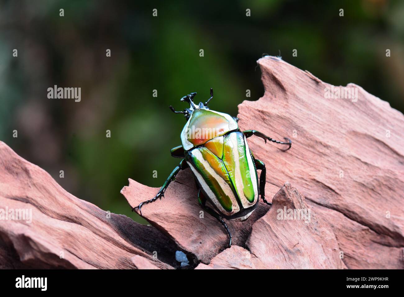 Derby flower beetle in the gardens Stock Photo - Alamy
