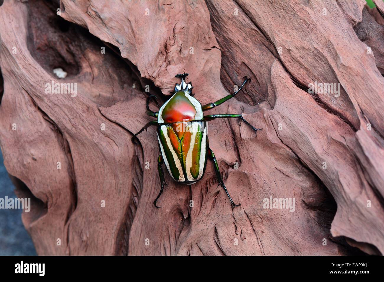 African flower beetle hi-res stock photography and images - Alamy