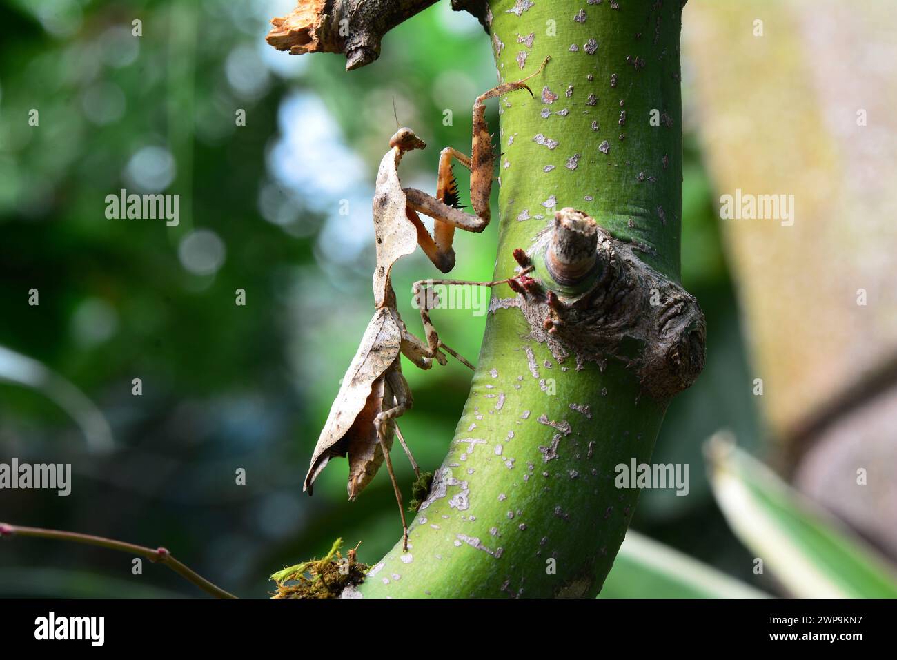 Giant praying mantis hi-res stock photography and images - Alamy