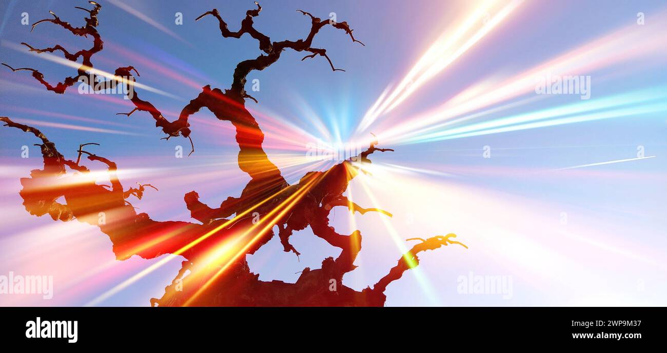 Silhouette of a tree without leaves on a background of blue sky, sun ...