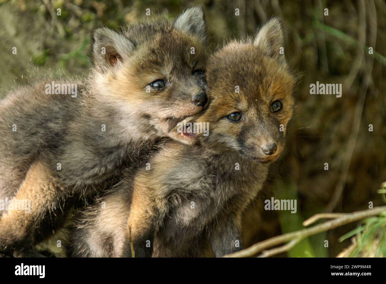 Fox cub biting the ear of the other cub near the burrow entrance ...