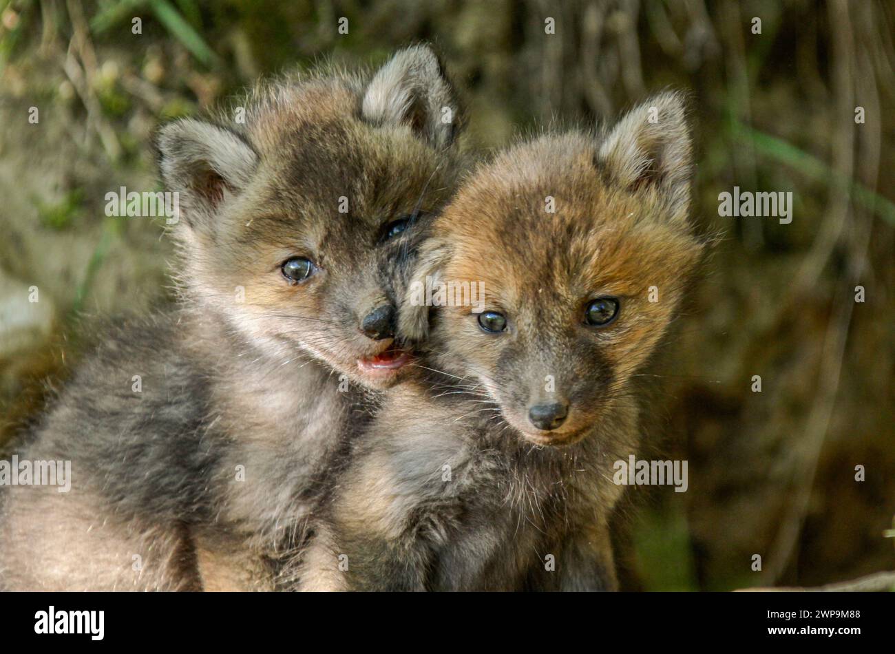 Fox cub biting the ear of the other cub near the burrow entrance ...