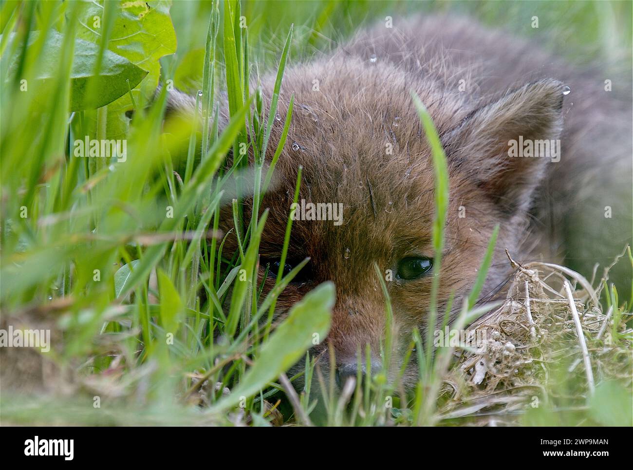 Fox cub portrait in the wet meadow, Switzerland Stock Photo - Alamy