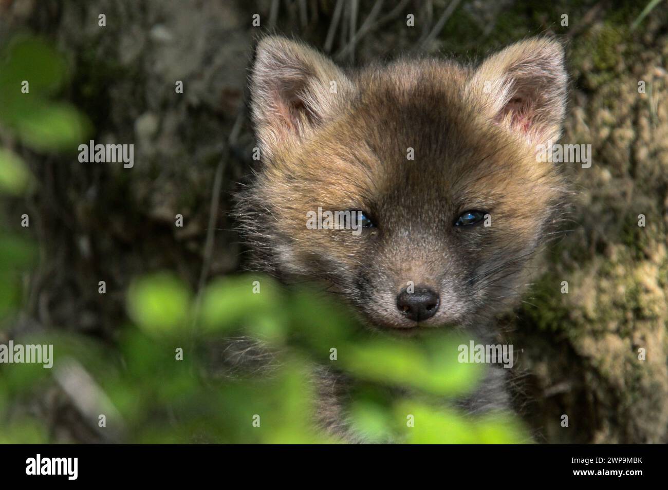 Fox cub portrait in the forest, Switzerland Stock Photo - Alamy