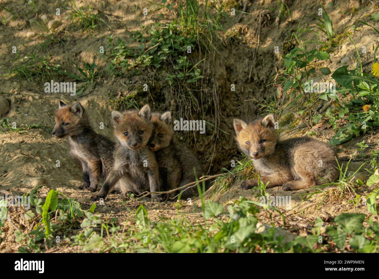 Four fox cubs at the hi-res stock photography and images - Alamy