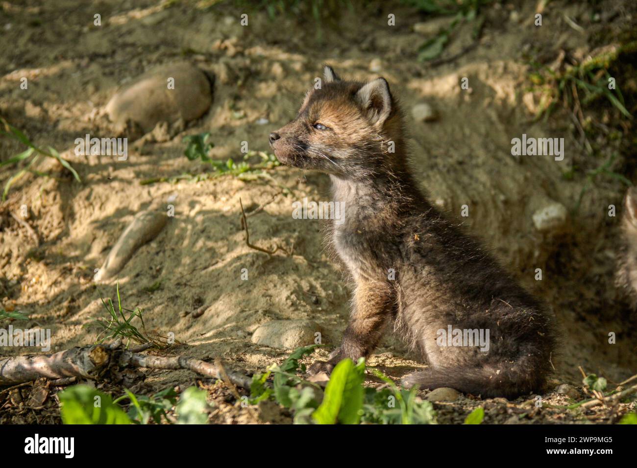 Fox cub at the burrow entrance, Switzerland Stock Photo - Alamy