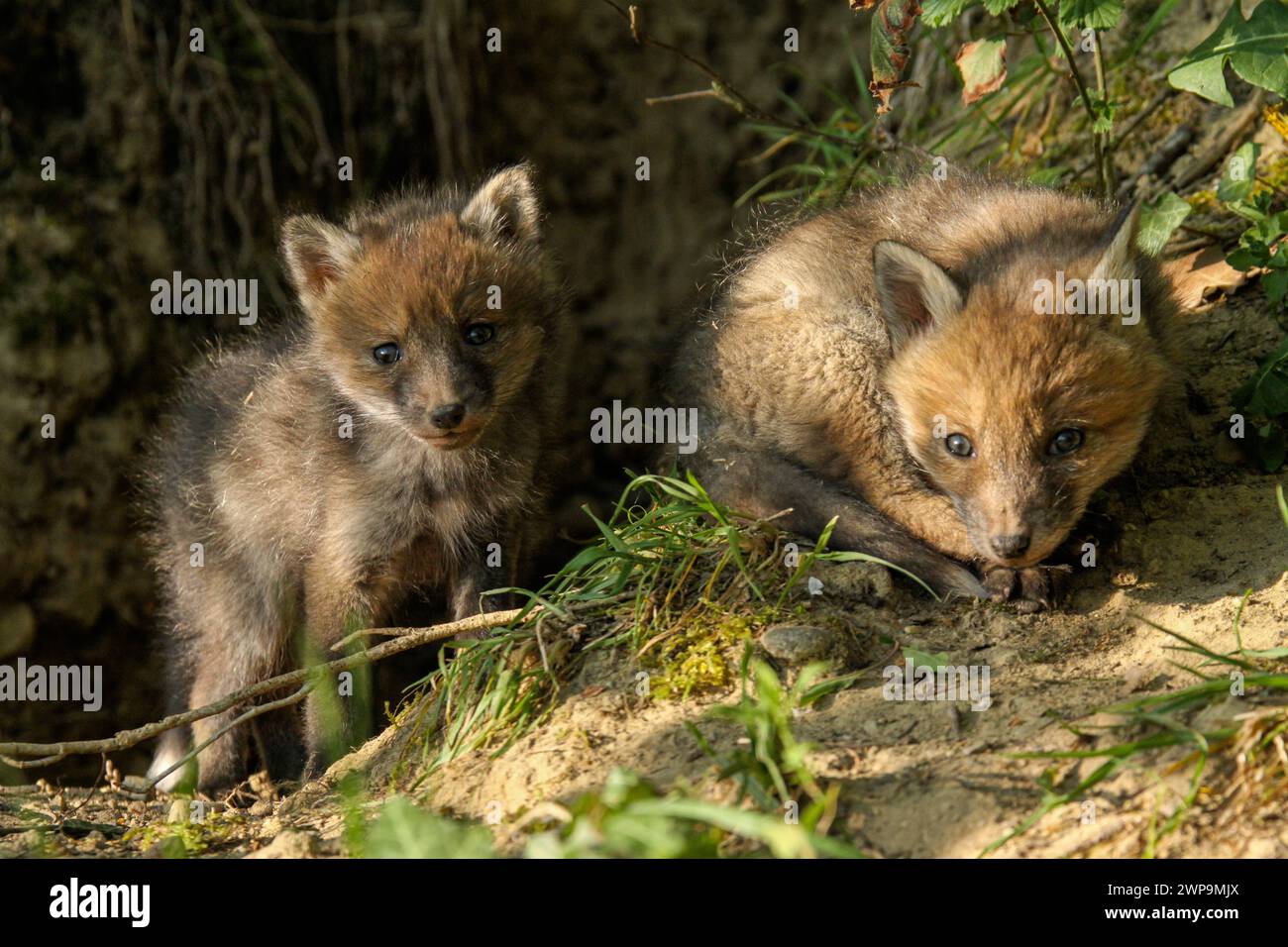 Two fox cubs at the burrow entrance, Switzerland Stock Photo - Alamy
