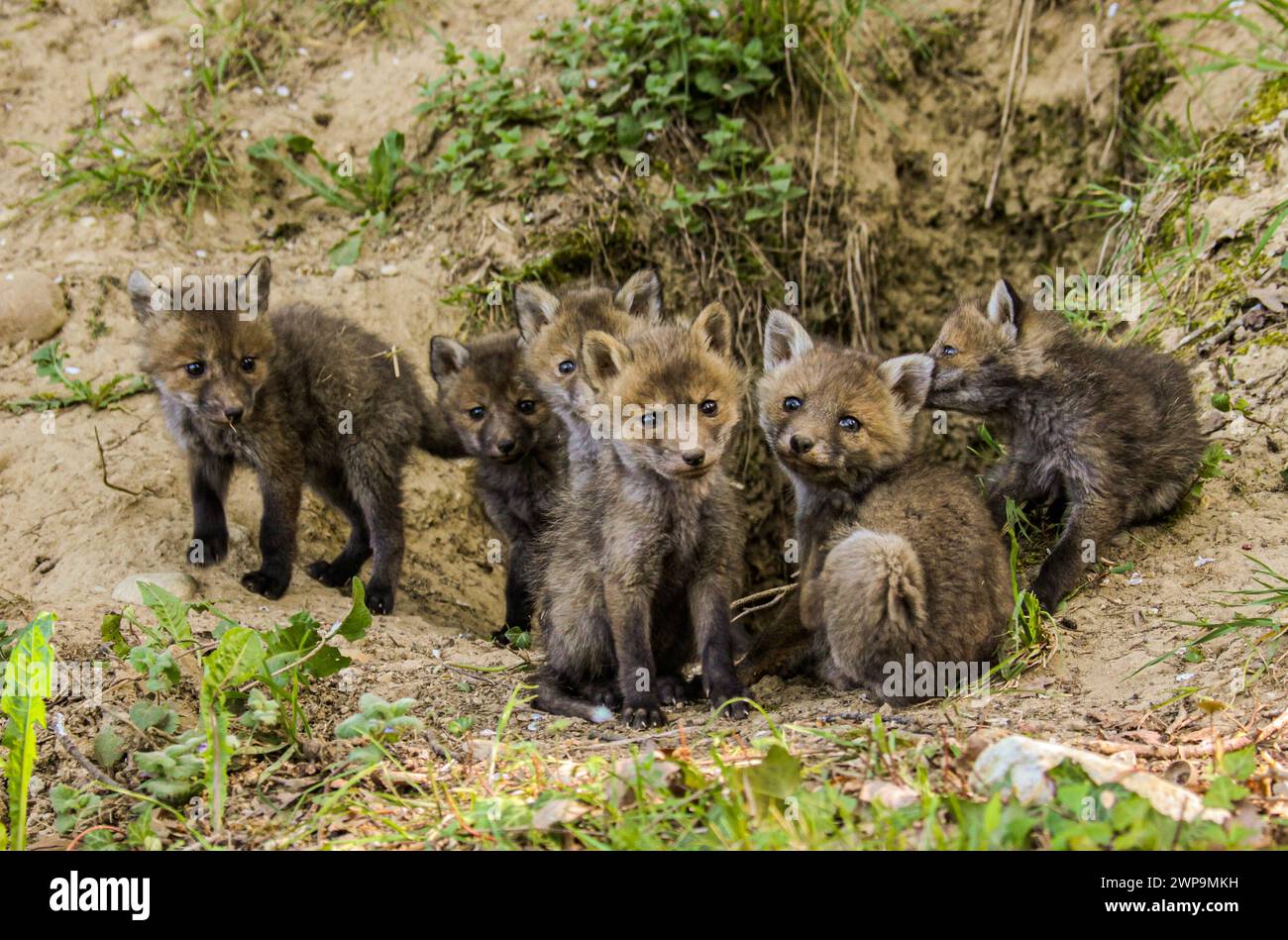 Six fox cubs at the burrow entrance, Switzerland Stock Photo - Alamy