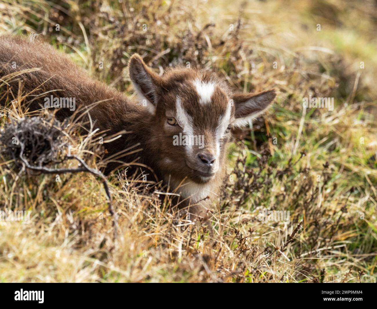 Wild Goat kid on the Oa, Islay, Scotland, UK Stock Photo - Alamy