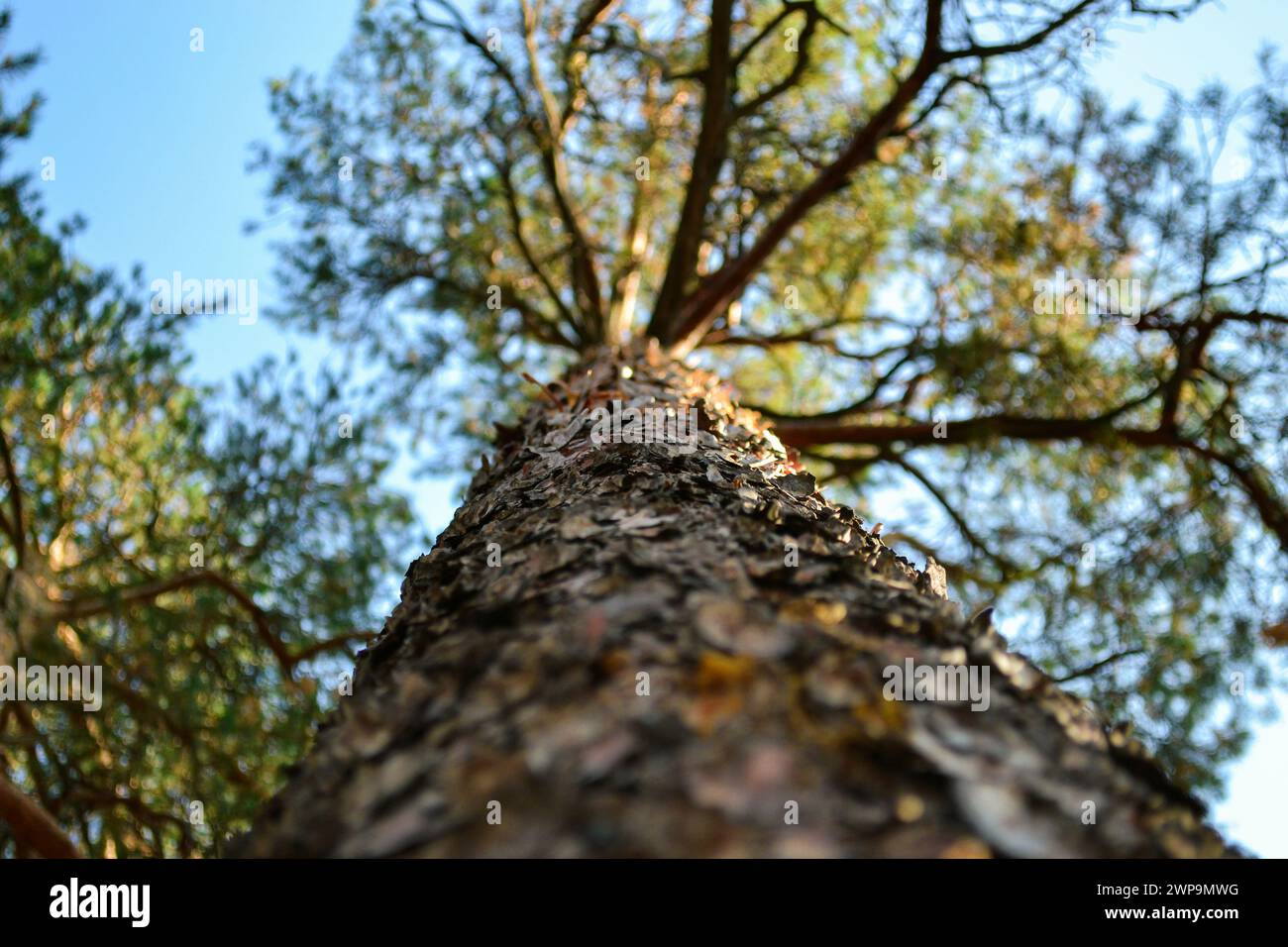 The texture of the trunk of a tall pine against the background of the ...