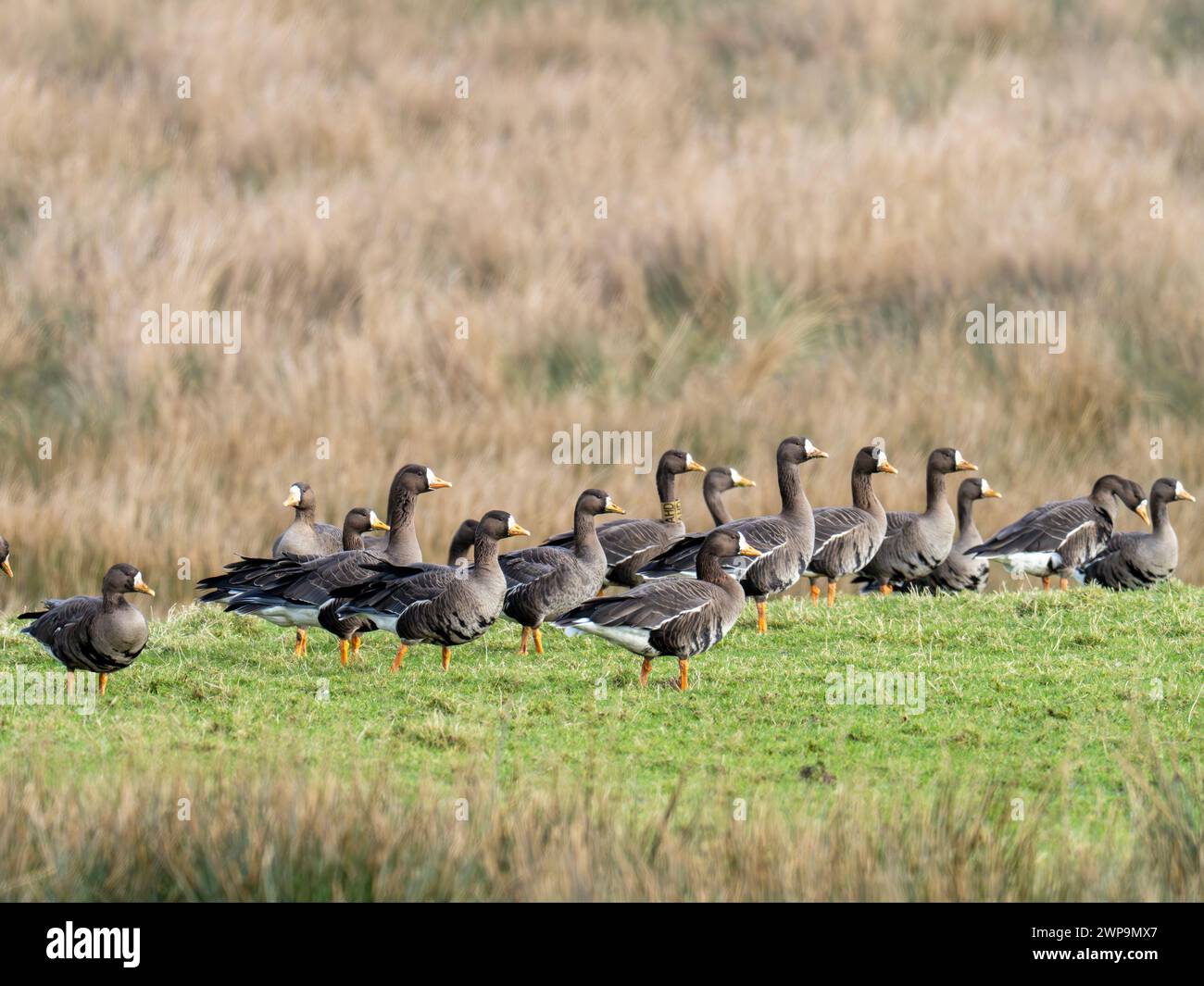 Greenland White Fronted Goose, Anser albifrons flavirostris on Islay ...
