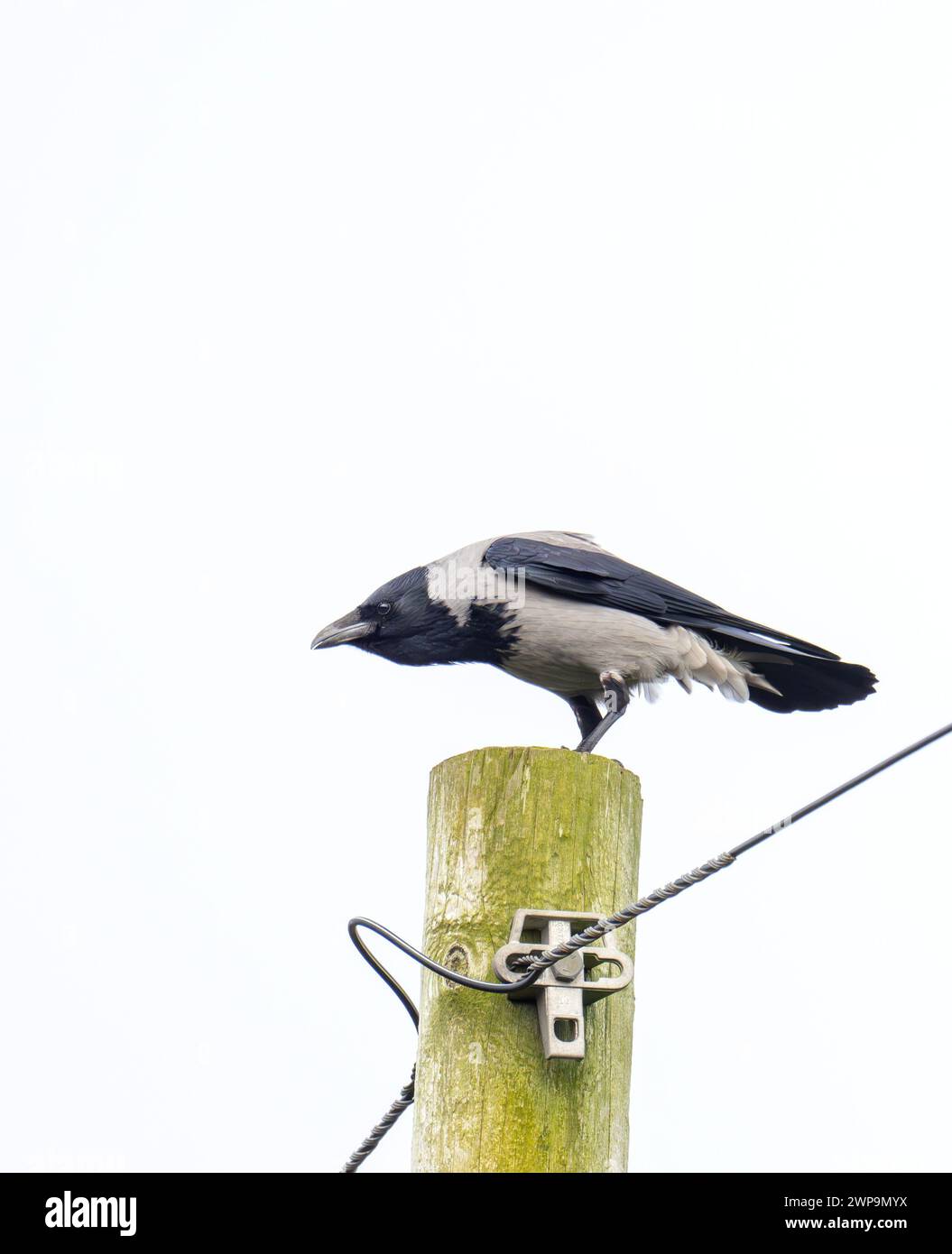 A Hooded Crow, Corvus cornix on Islay, Scotland, UK Stock Photo - Alamy