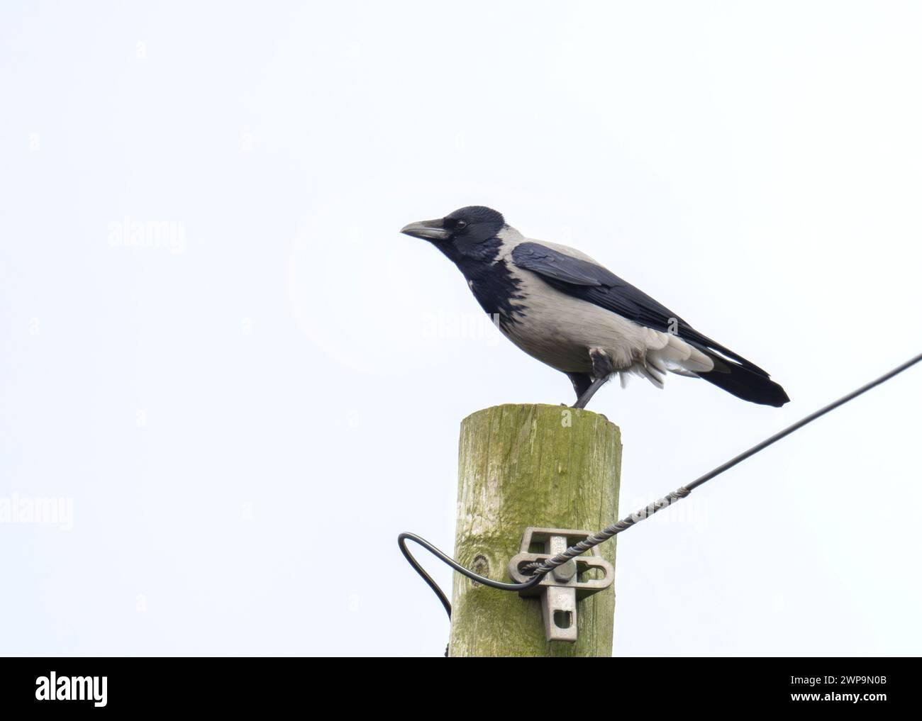 A Hooded Crow, Corvus cornix on Islay, Scotland, UK Stock Photo - Alamy