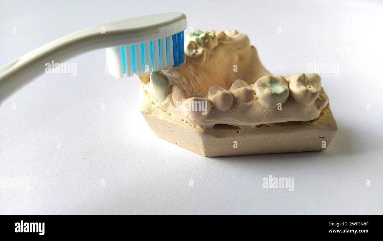 Toothbrush and mock human jaw. Plaster lower jaw. Dental and health ...