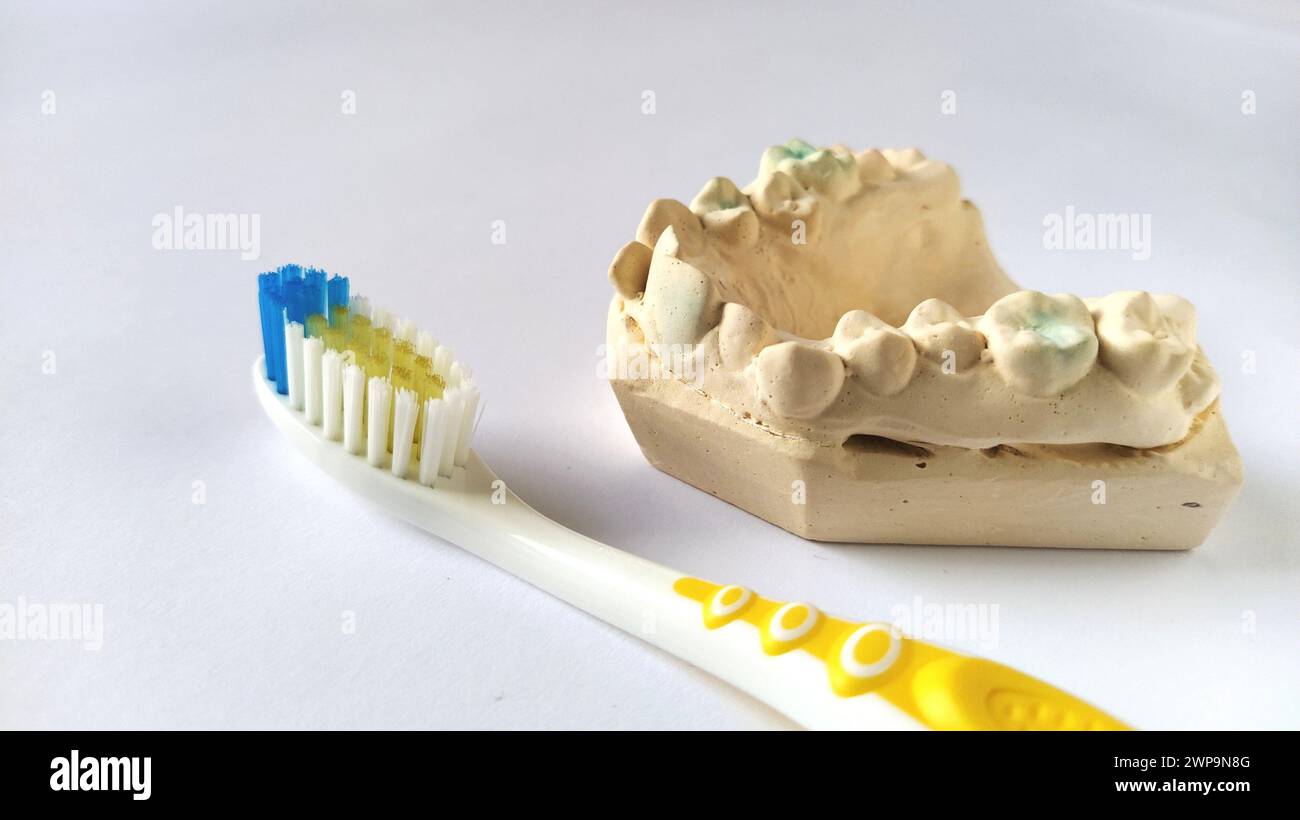 Toothbrush and mock human jaw. Plaster lower jaw. Dental and health ...
