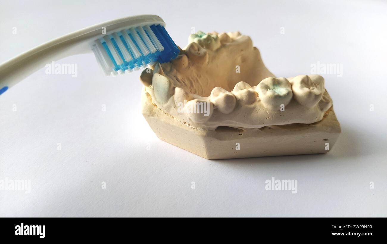 Toothbrush and mock human jaw. Plaster lower jaw. Dental and health ...