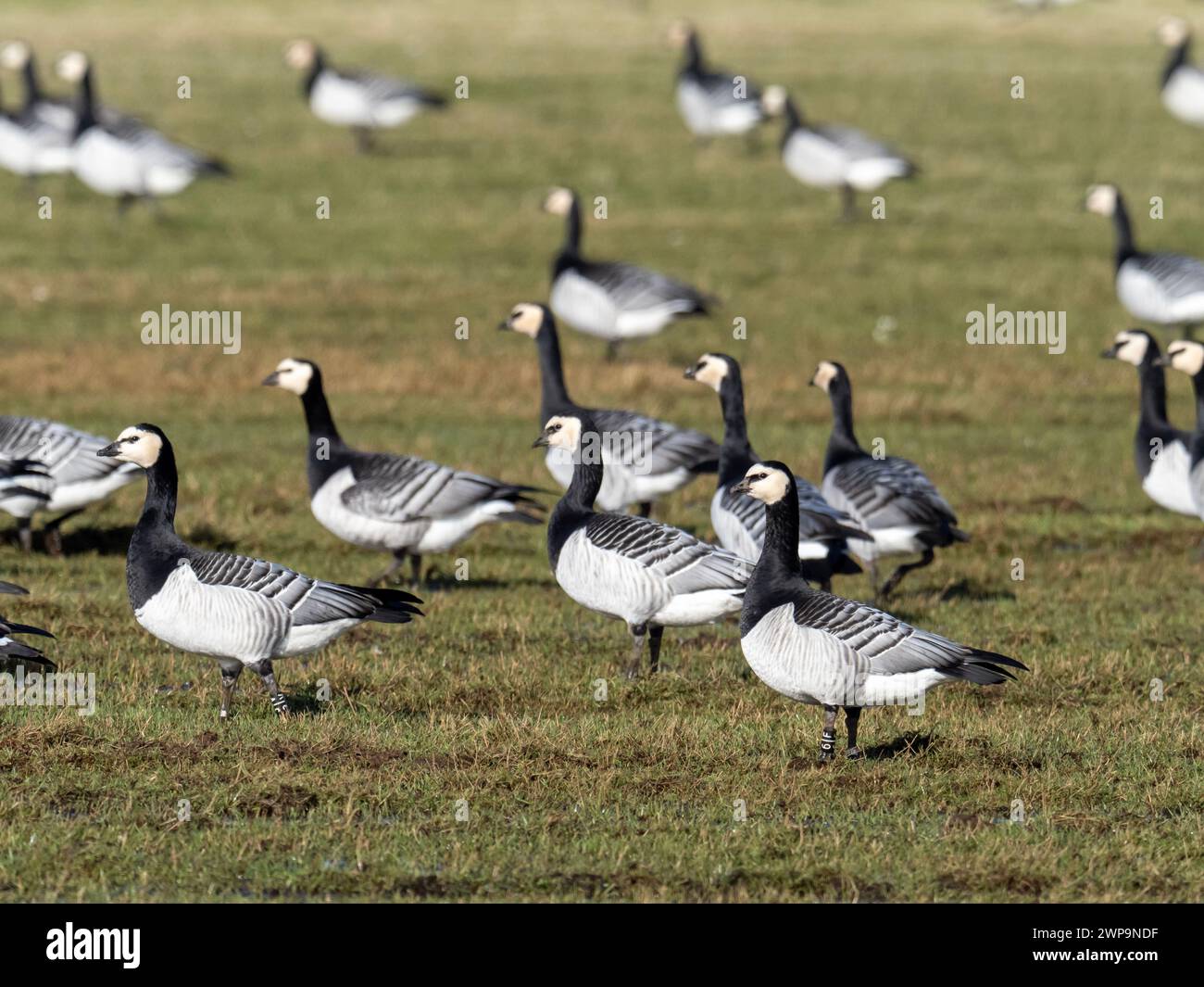 A flock of Barnacle Goose, Branta leucopsis on Islay, Scotland, UK ...