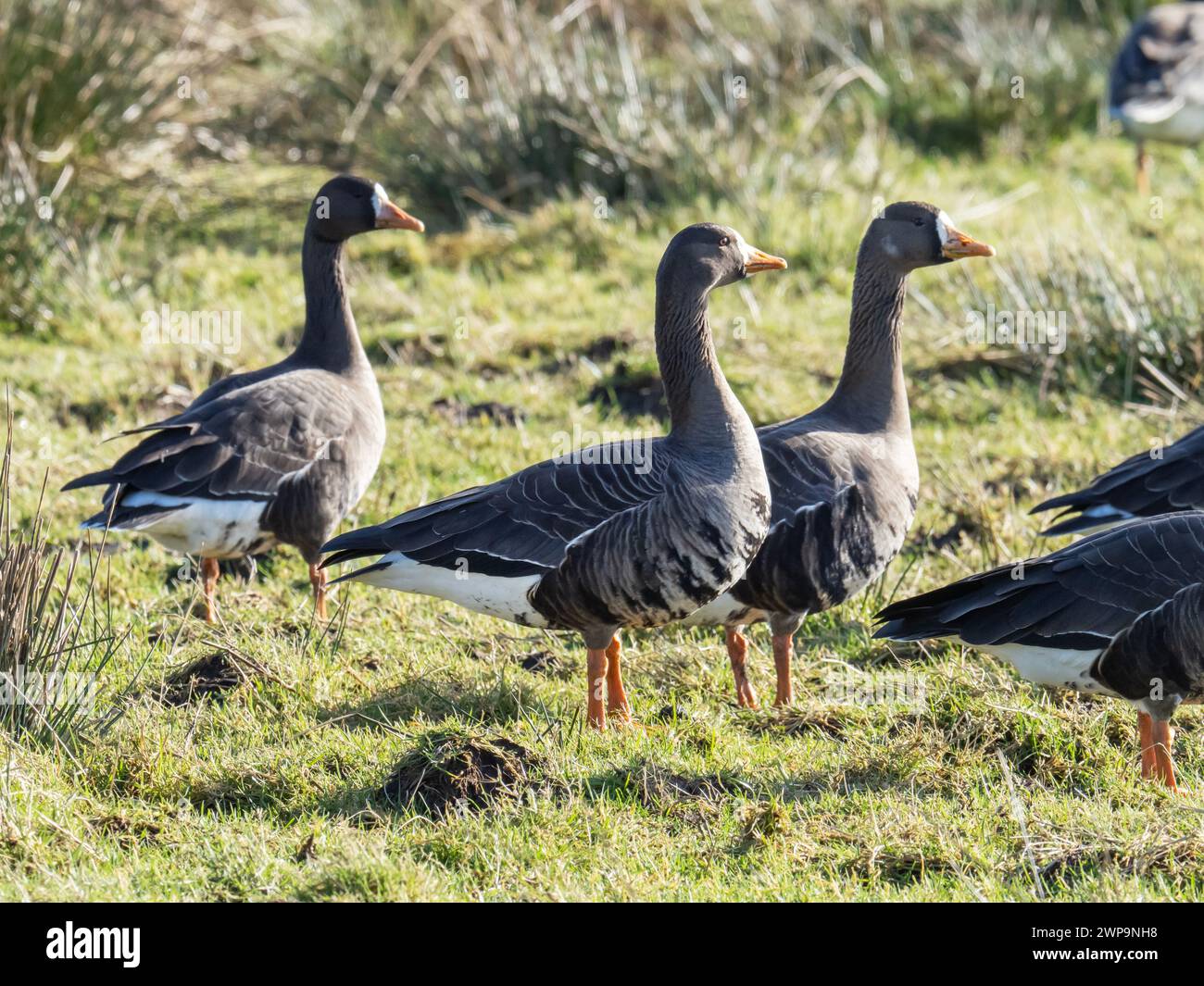 Greenland White Fronted Goose, Anser albifrons flavirostris on Islay ...