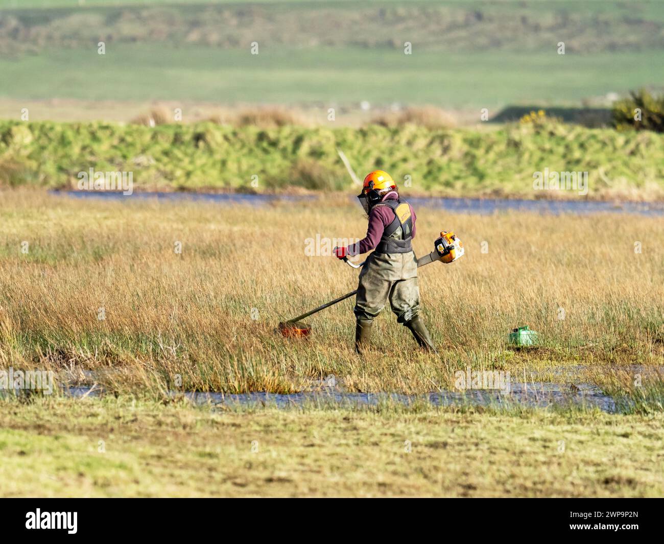 A female warden strimming rushes for conservation on the RSPB, Loch ...