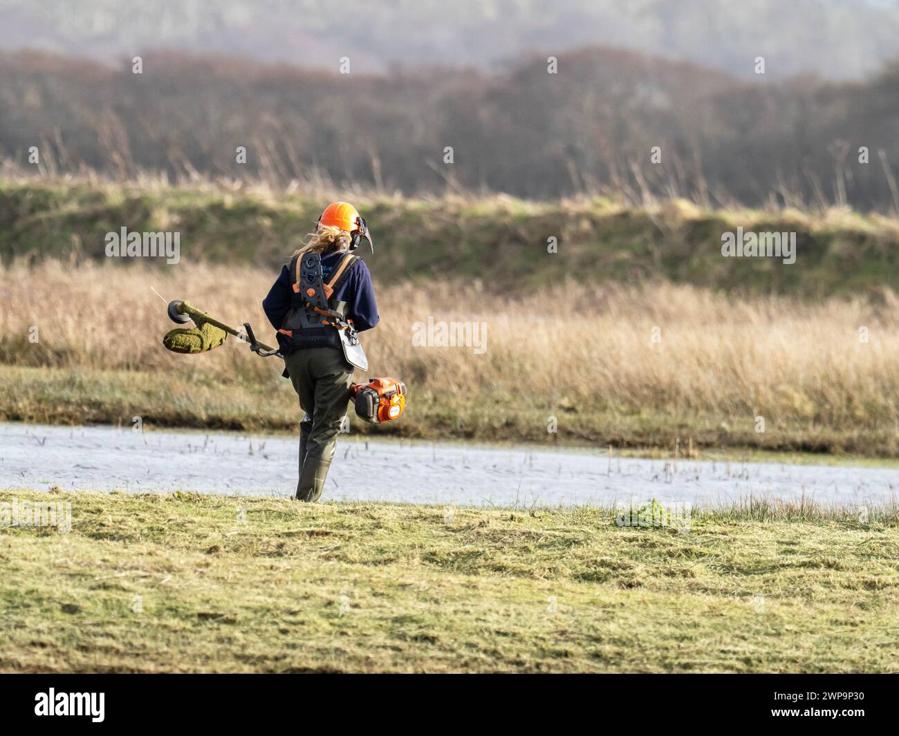 A female warden strimming rushes for conservation on the RSPB, Loch ...