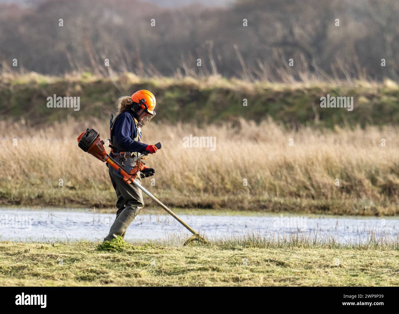 A female warden strimming rushes for conservation on the RSPB, Loch ...