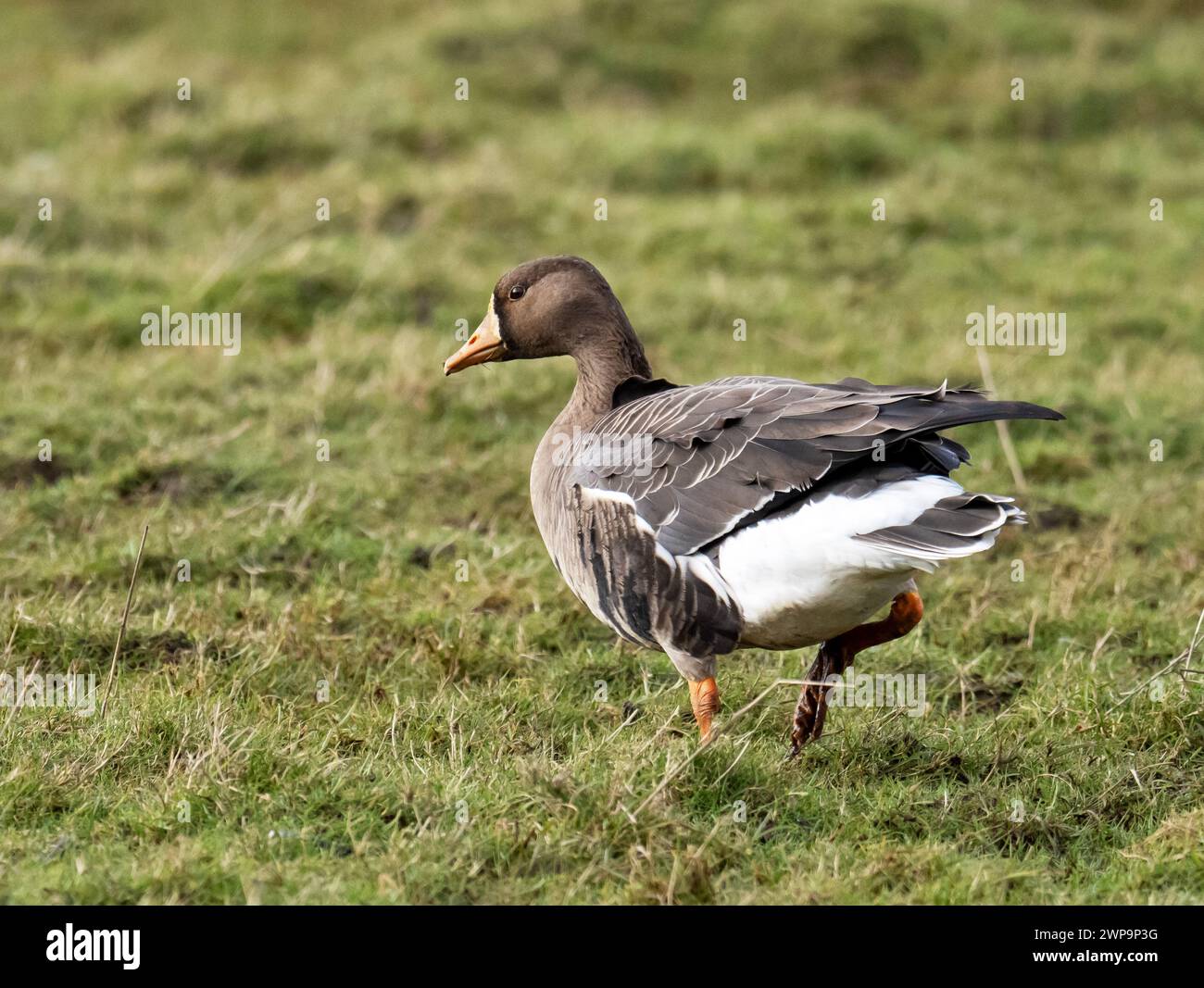 Greenland White Fronted Goose, Anser albifrons flavirostris on Islay ...