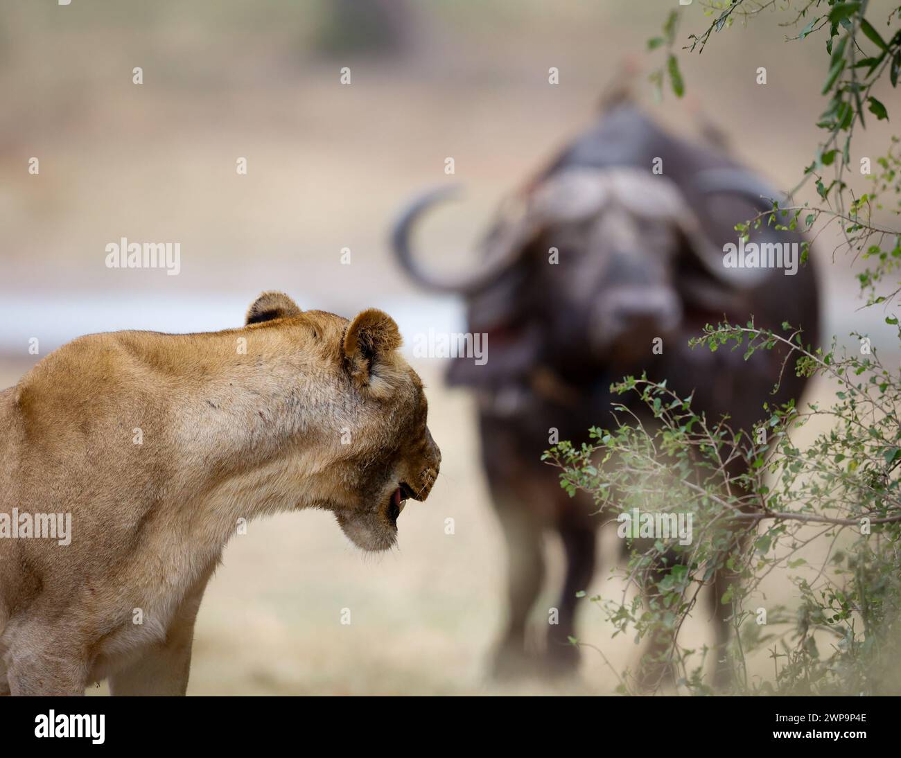 Buffalo chase hi-res stock photography and images - Alamy