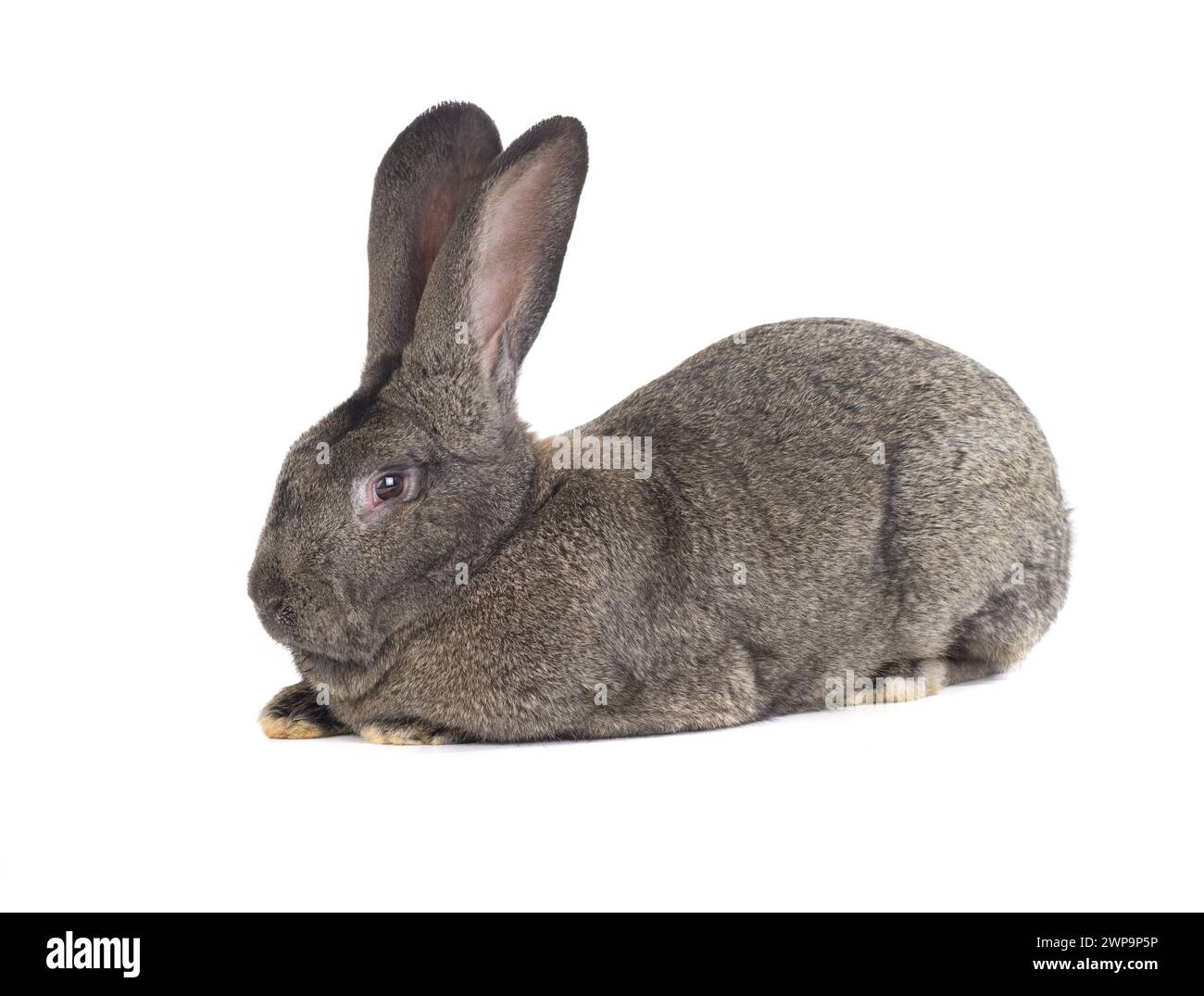 Grey rabbit isolated on hi-res stock photography and images - Alamy